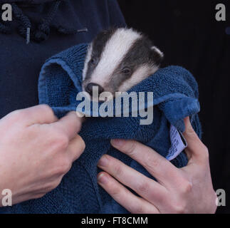 Rescued badger cub Stock Photo - Alamy