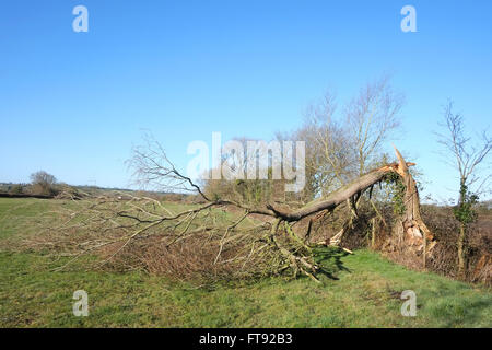 A tree blown over in recent storm weather showing the power of the wind ...