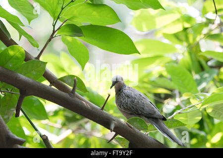 A wood pigeon perching on a tree branch against a blurry background ...
