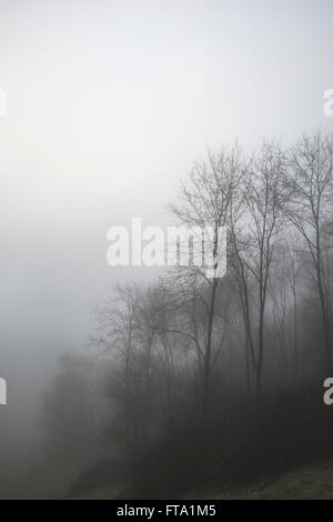Dramatic moody foggy forest landscape Spring Autumn Fall Stock Photo ...