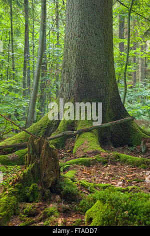 Old moss wrapped spruce tree lying and old natural deciduous stand of ...