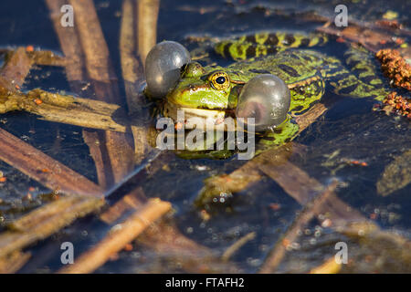 Marsh frog with inflated vocal sacks croaking and creating ripples in ...