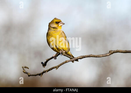 European greenfinch Carduelis chloris, 2 adult males perched on fence ...