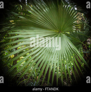 Large fan-shaped leaves of a palm tree growing in a tropical forest ...