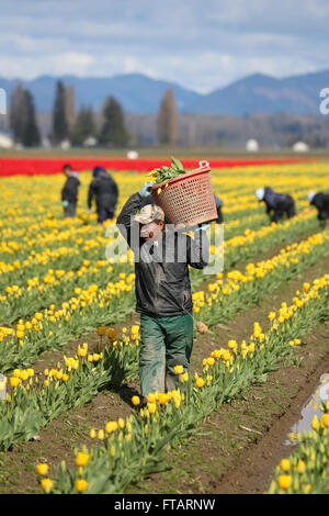 Hispanic immigrant farm workers in strawberry field bending over to ...