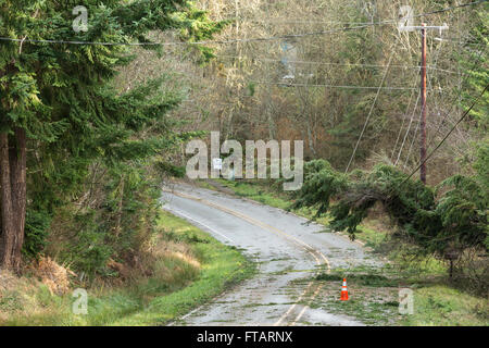 Fallen trees and downed electrical power lines blocking a road; hazards ...