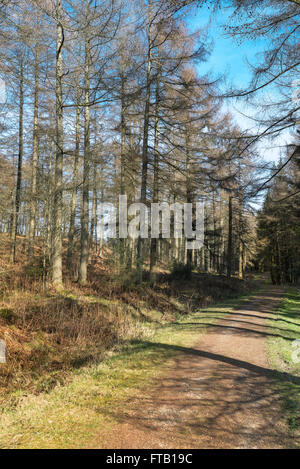Path through St Gwynno Forest Stock Photo - Alamy