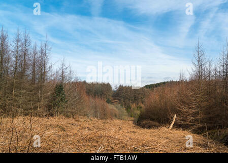 Path through St Gwynno Forest Stock Photo - Alamy