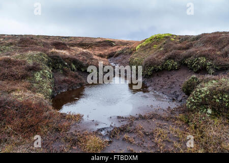 Pool of water on the blanket peat bog moor or peatland of Kinder Scout ...
