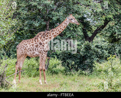 Giraffe with skin disease caused by Papilloma virus. The lesions are ...