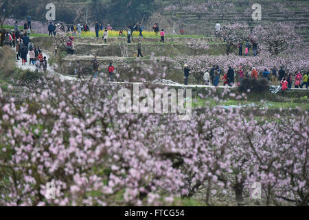 Gutian, China's Fujian Province. 27th Mar, 2016. People view peach ...