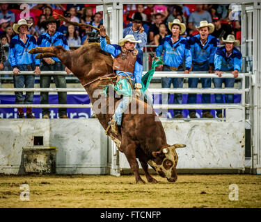 Tim Amey (NSW) rides a bull as team mates look on during the Sydney ...