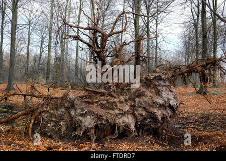 Old rotten tree broken and lying on side with trunk still in ground ...