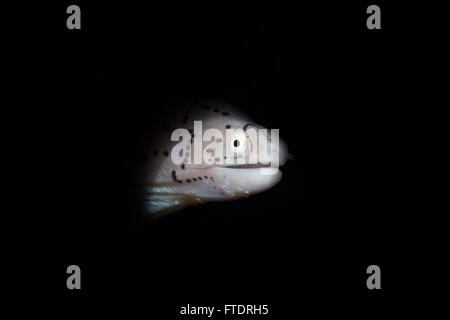 Grey eel and parasite Stock Photo - Alamy