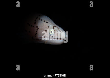 Grey eel and parasite Stock Photo - Alamy