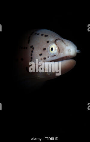 Grey eel and parasite Stock Photo - Alamy