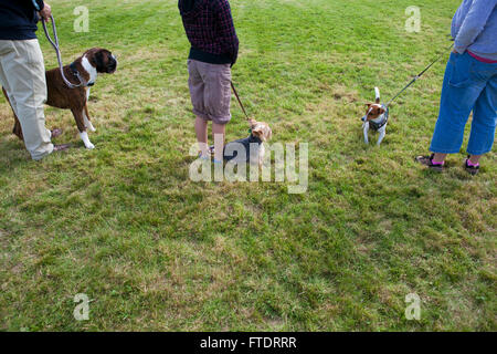 A line up of dogs waiting for the results of a local dog show as they ...