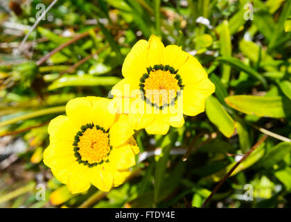yellow Pig face flowers or Mesembryanthemum, ice plant flowers ...