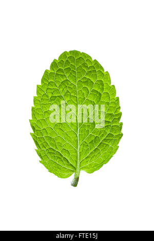 Single mint leaf isolated on white background Stock Photo - Alamy