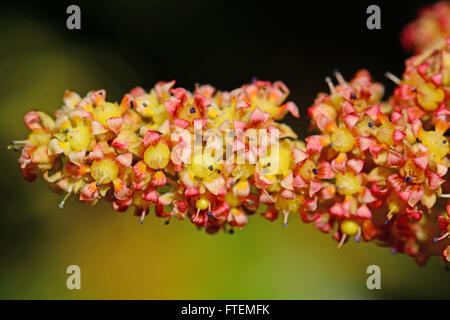close up of a flowering agriculture mango grove Stock Photo - Alamy