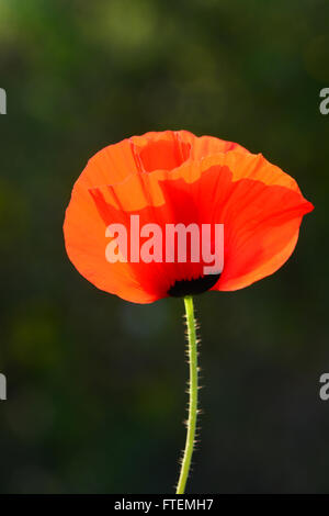 Israel Spring flower Red Poppy Stock Photo - Alamy