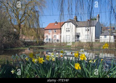 Spring time daffodils Stock Photo - Alamy