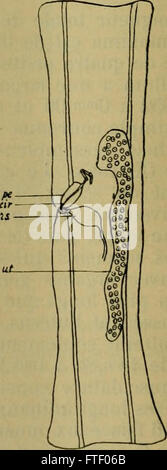 This bulletin includes reports on various zoological findings, species ...