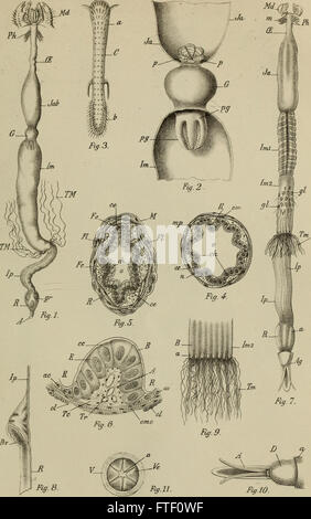 The 'Annales des Sciences Naturelles' is a scientific journal dedicated ...