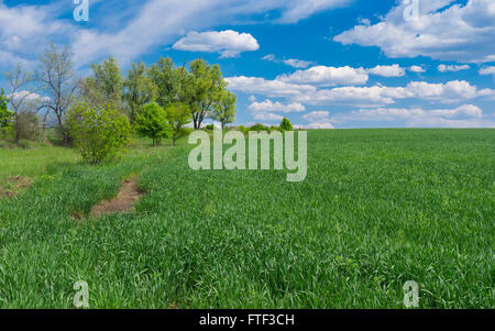 spring landscape - agricultural field with young ears of wheat, green ...