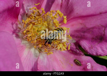 Sun Fly (Heliophilus pendulas), female Stock Photo - Alamy