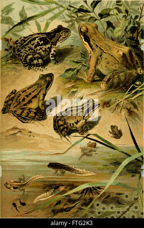 A 1890 German work detailing the amphibian and reptile species found in ...