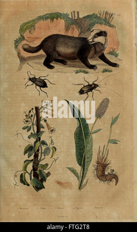 A pictorial dictionary of natural history and phenomena, featuring ...