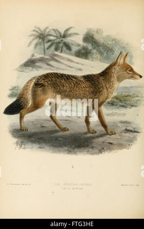 A study of canid species, including dogs, jackals, wolves, and foxes ...
