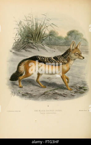 Plate I illustrates various species of carnivorous mammals including ...
