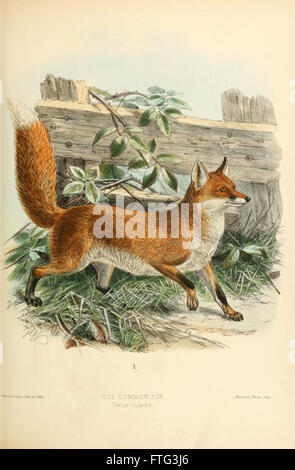 This plate illustrates various canid species, including dogs, jackals ...
