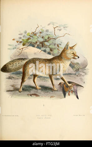 Plate I illustrates various species of carnivorous mammals including ...