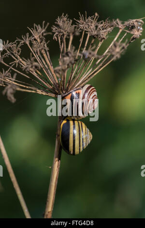 Aestivating Brown lipped snail (Cepaea nemoralis Stock Photo - Alamy