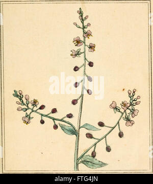 A 1809 botanical work detailing Linnaeus’ classification system, with ...