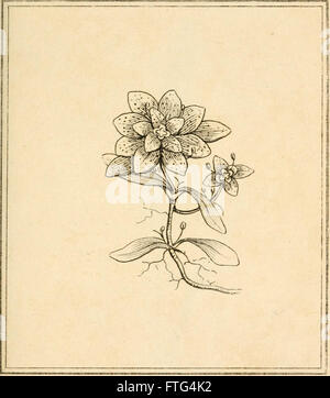 An 1809 work detailing the botanical classification system of Linnaeus ...