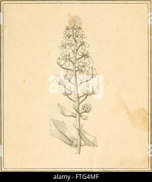 This 1809 work by Linnaeus outlines the fundamental elements of botany ...