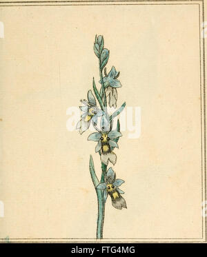 This 1809 text outlines the principles of botany as classified by Carl ...