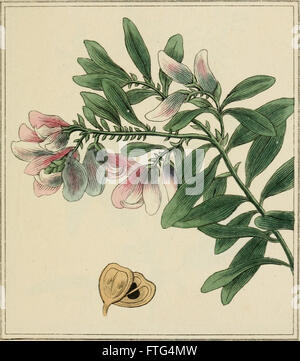 Linnaeus' *Elements of Botany* (1812) outlines his classification ...