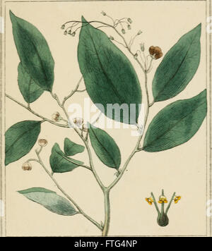 An 1812 work on botany based on Linnaeus' classification system ...