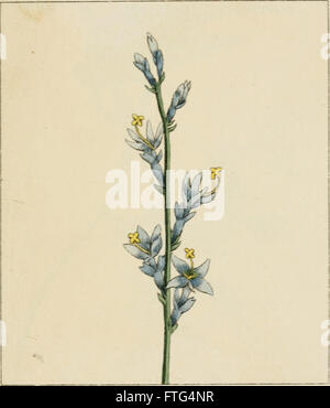 Linnaeus' *Elements of Botany* (1812) outlines his classification ...