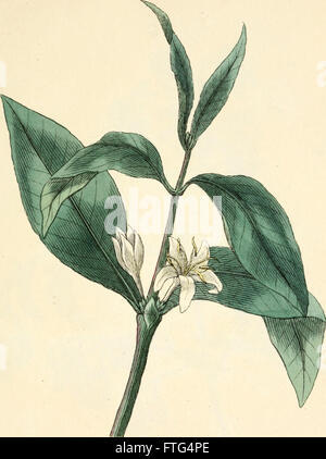 This 1812 work outlines Linnaeus' botanical classification system ...