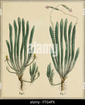 'Elements of the Science of Botany' (1812) outlines the botanical ...
