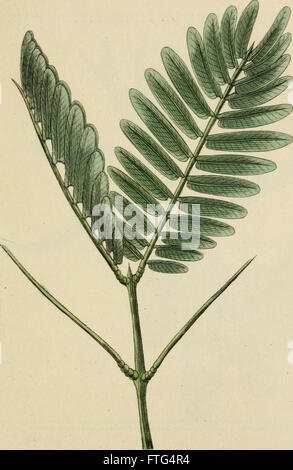 This 1812 work outlines Linnaeus' botanical classification system ...