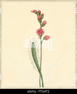 *Elements of the Science of Botany* (1812) outlines Carl Linnaeus ...