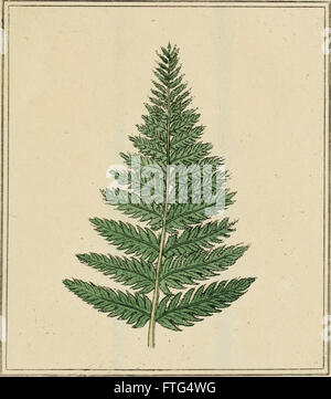 Linnaeus' *Elements of Botany* (1812) outlines his classification ...