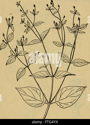 A 1943 guide focusing on emergency food plants and poisonous plants ...